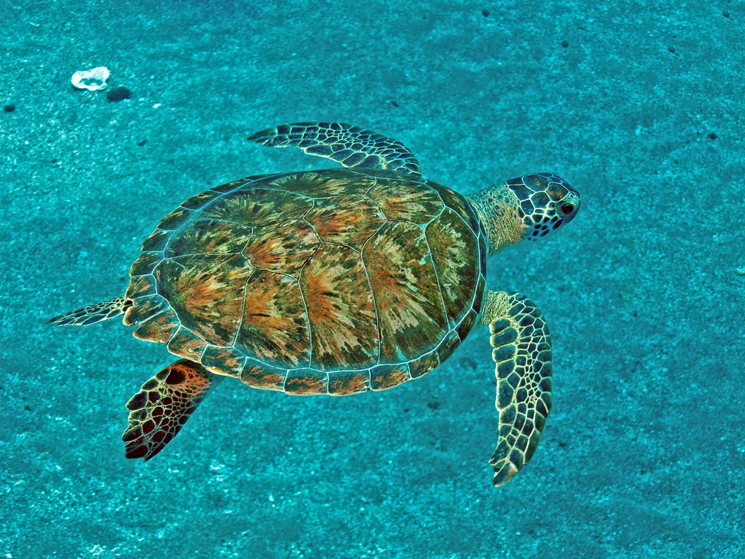 Zeeschildpadden - Duikspotter