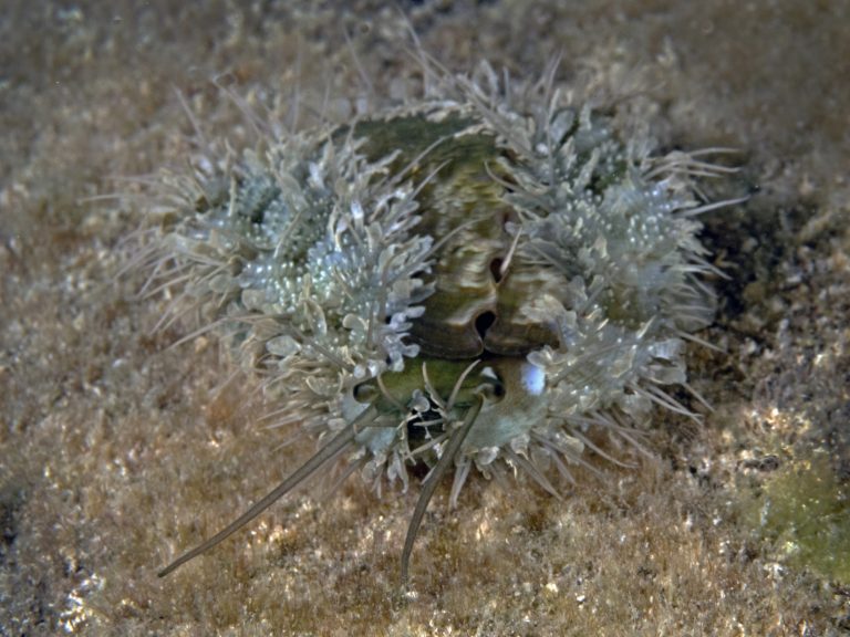Orde in de schelpen - Duikspotter